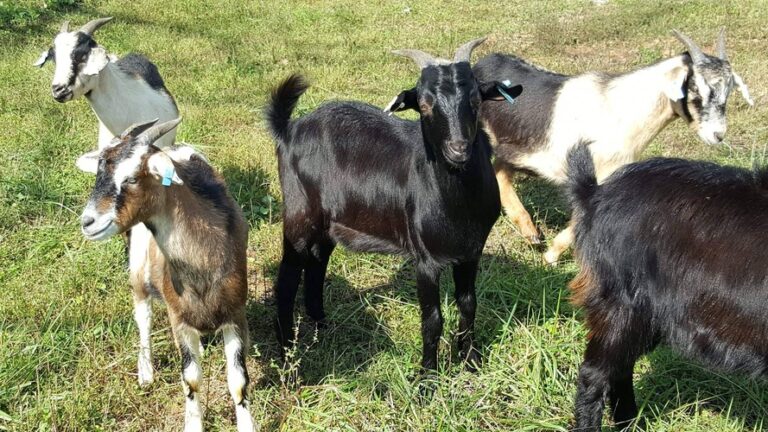 Spanish Goat Breed Profile: An Expert Survivor - Goat Journal